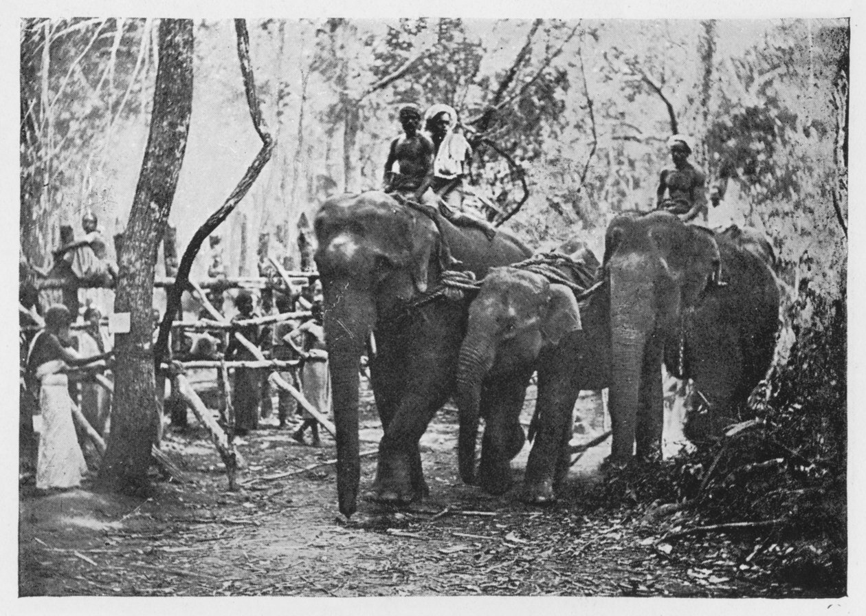 Elephant Kraaling in Ceylon - Free No Longer