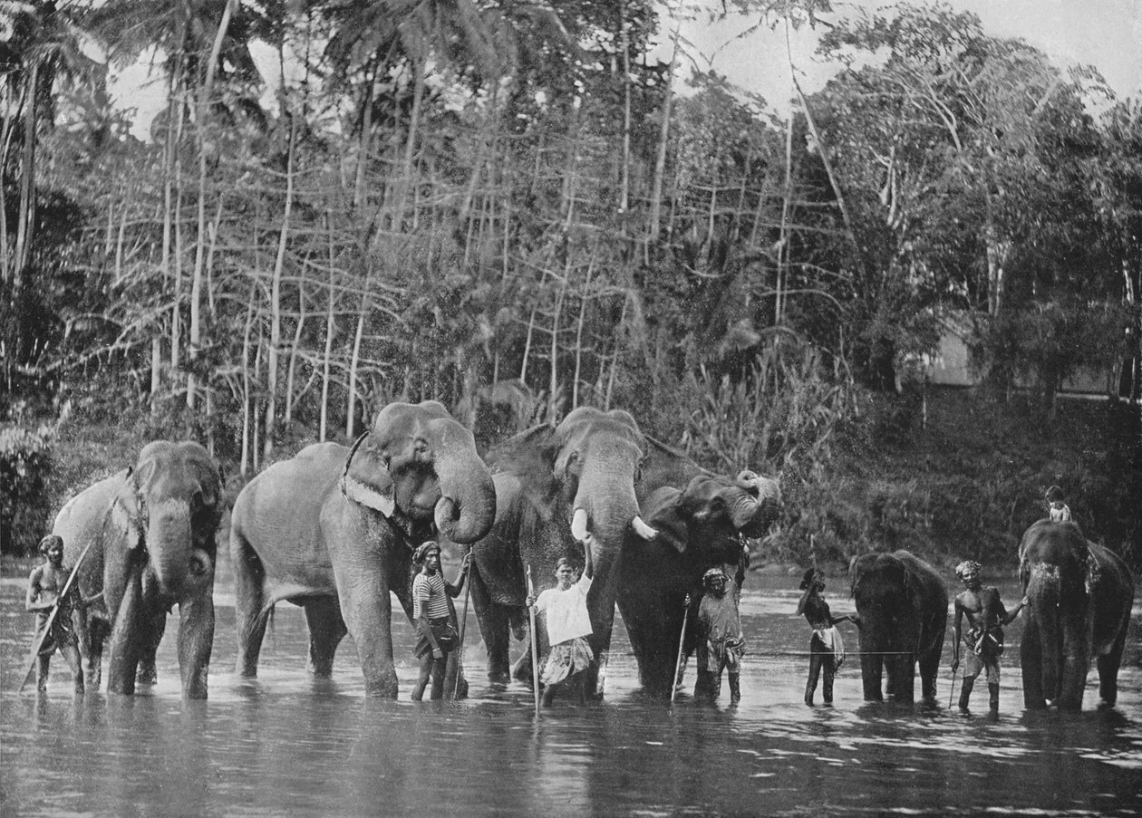 Sacred Elephants Bathing in the Mahaweli Ganga at Katugastota
