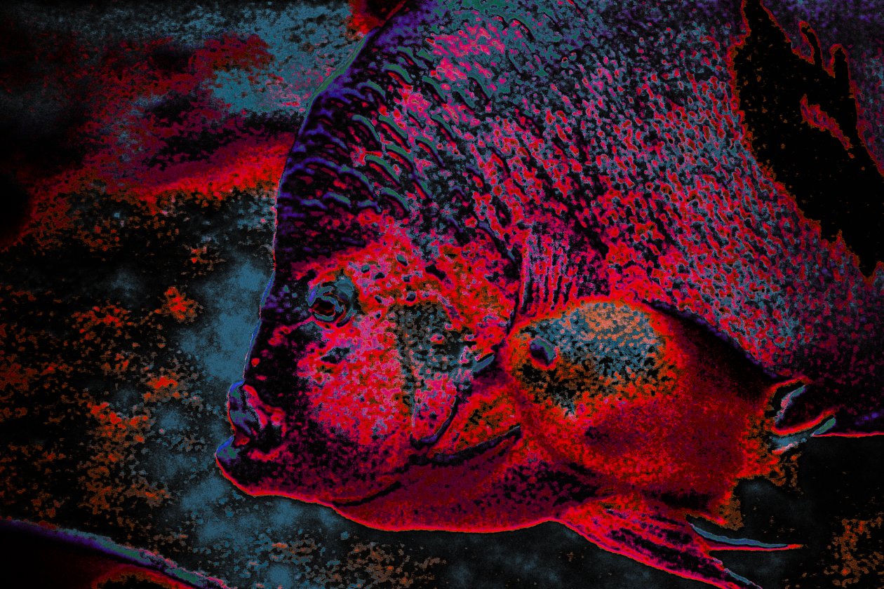 Fingerling by Alice Gur Arie: Buy fine art print