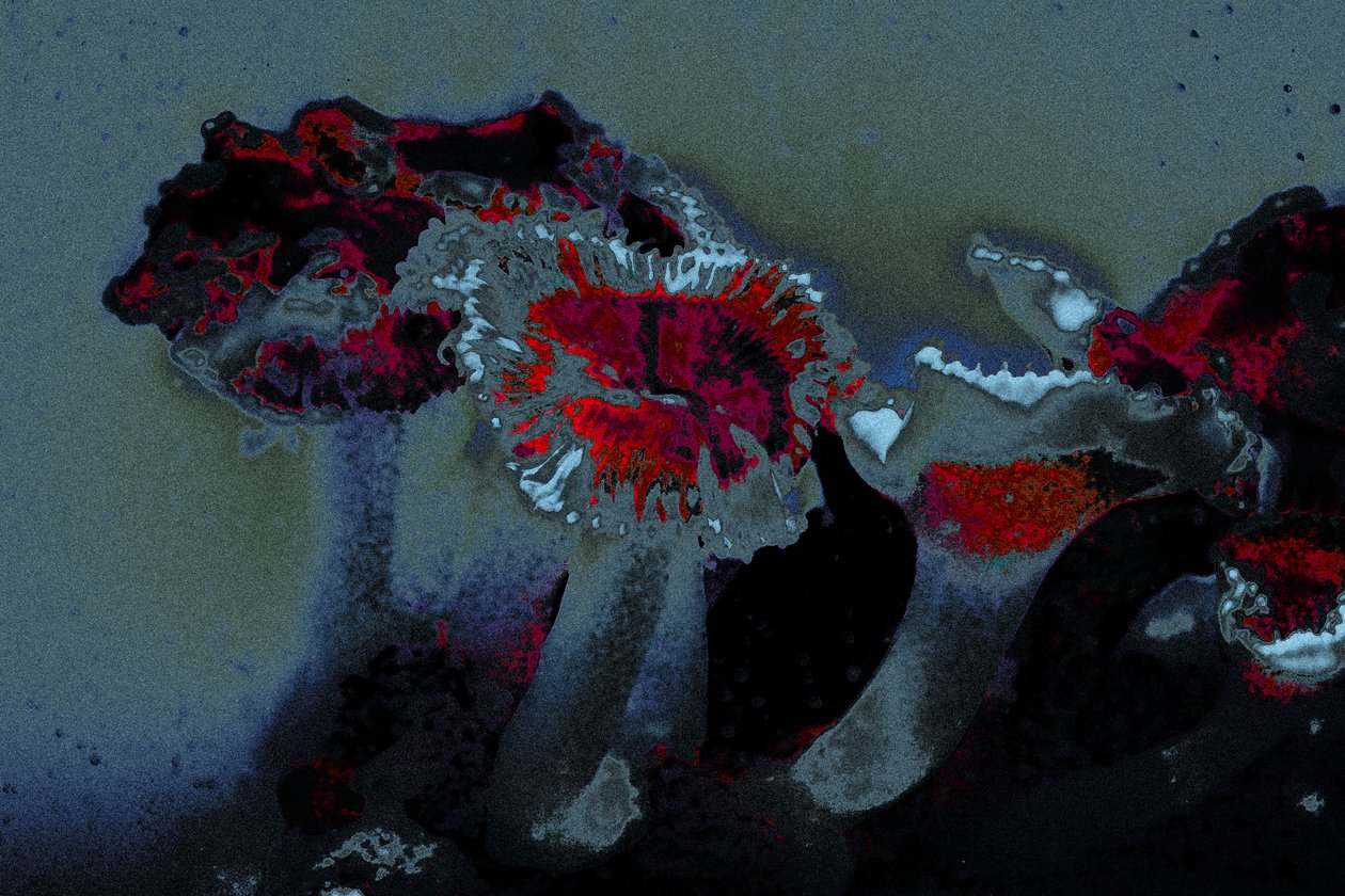Sea Anemone, 2018 by Alice Gur Arie: Buy fine art print