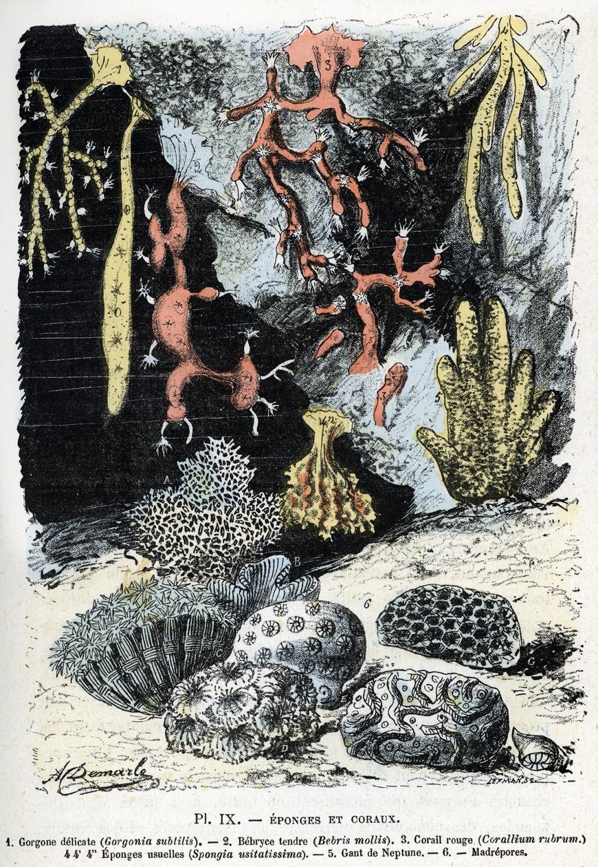Zoological chart: sponges and corals (gorgone, bebryce, coral, sponges ...