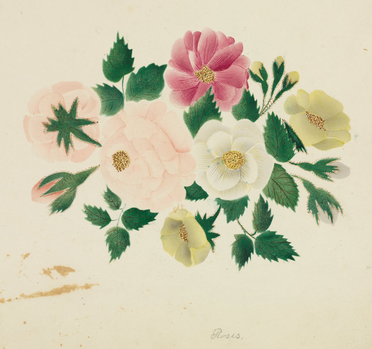 June Roses by Altha Mary Nims: Buy fine art print