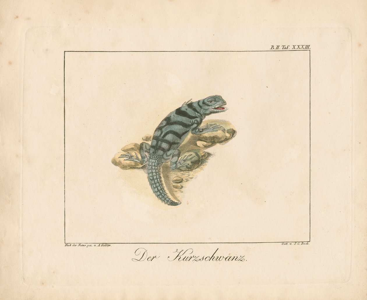 Short-tailed Lizard by Ambrosius Gabler: Fine art print