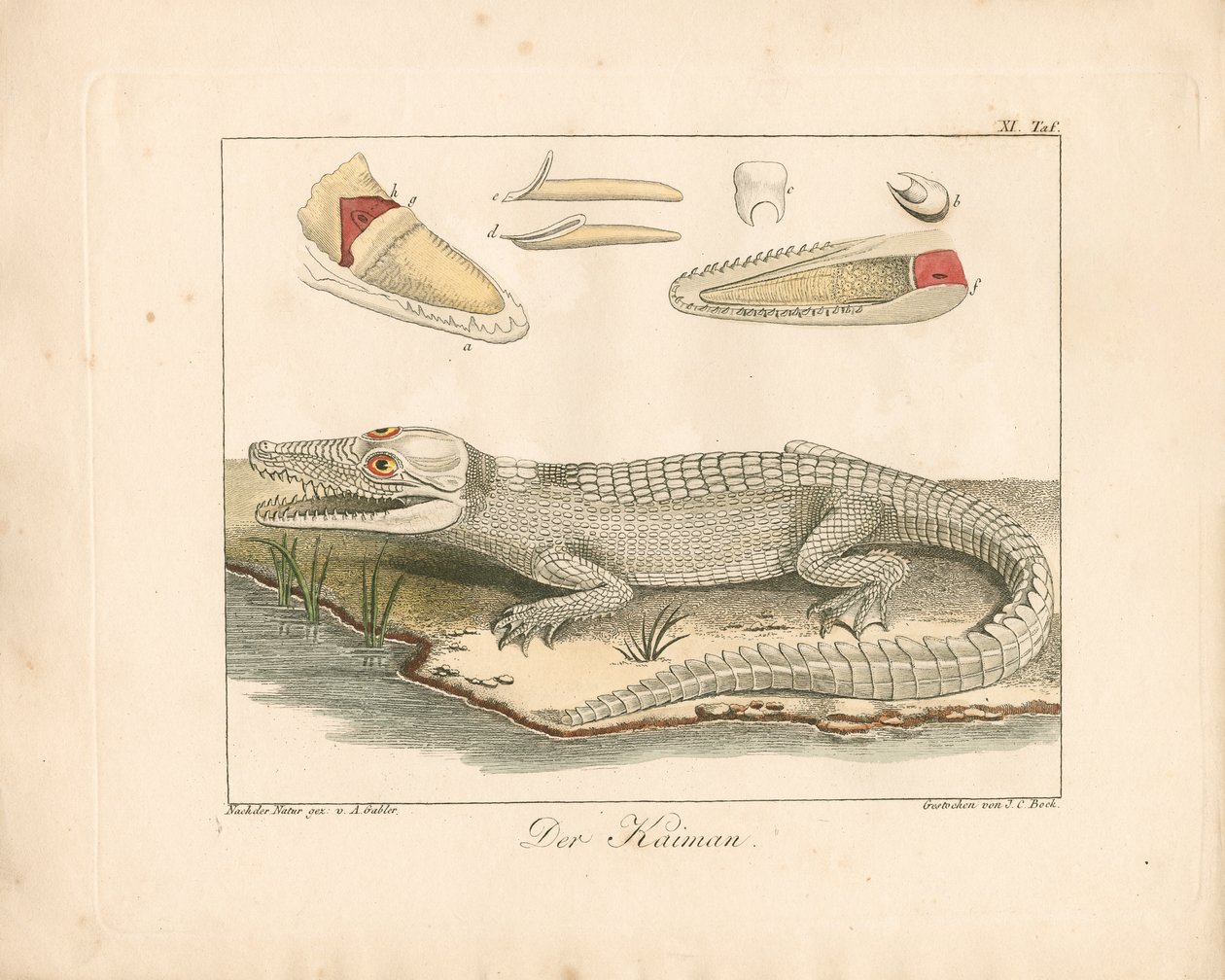 The Caiman by Ambrosius Gabler: Buy fine art print