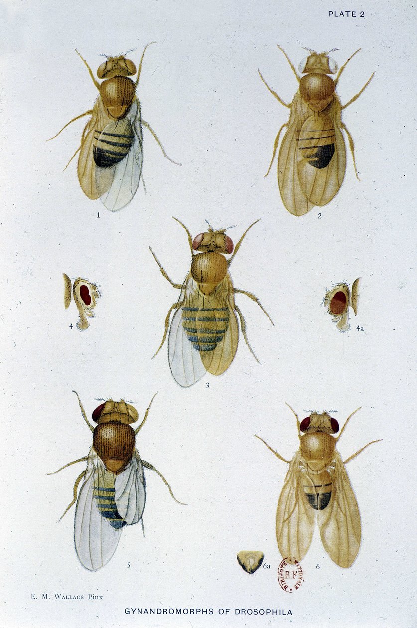 Abeilles - in Contributions to the genetics of drosophila melanogaster ...
