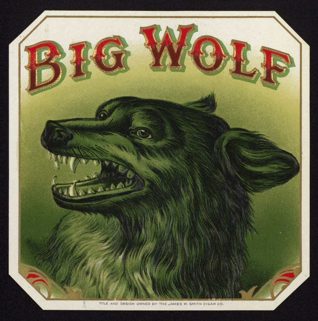 Black Wolf Baring Teeth by American School: Fine art print