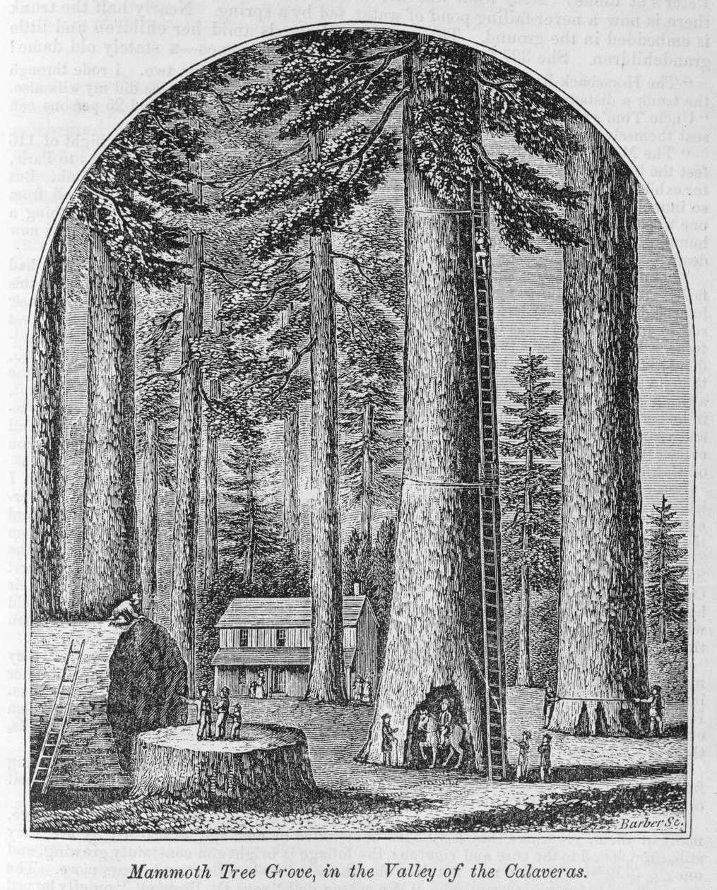Mammoth Tree Grove in the Valley of the Calaveras, from 'Our Whole ...