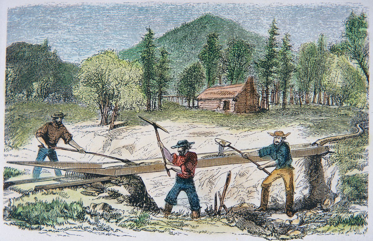 Gold Rush Drawing