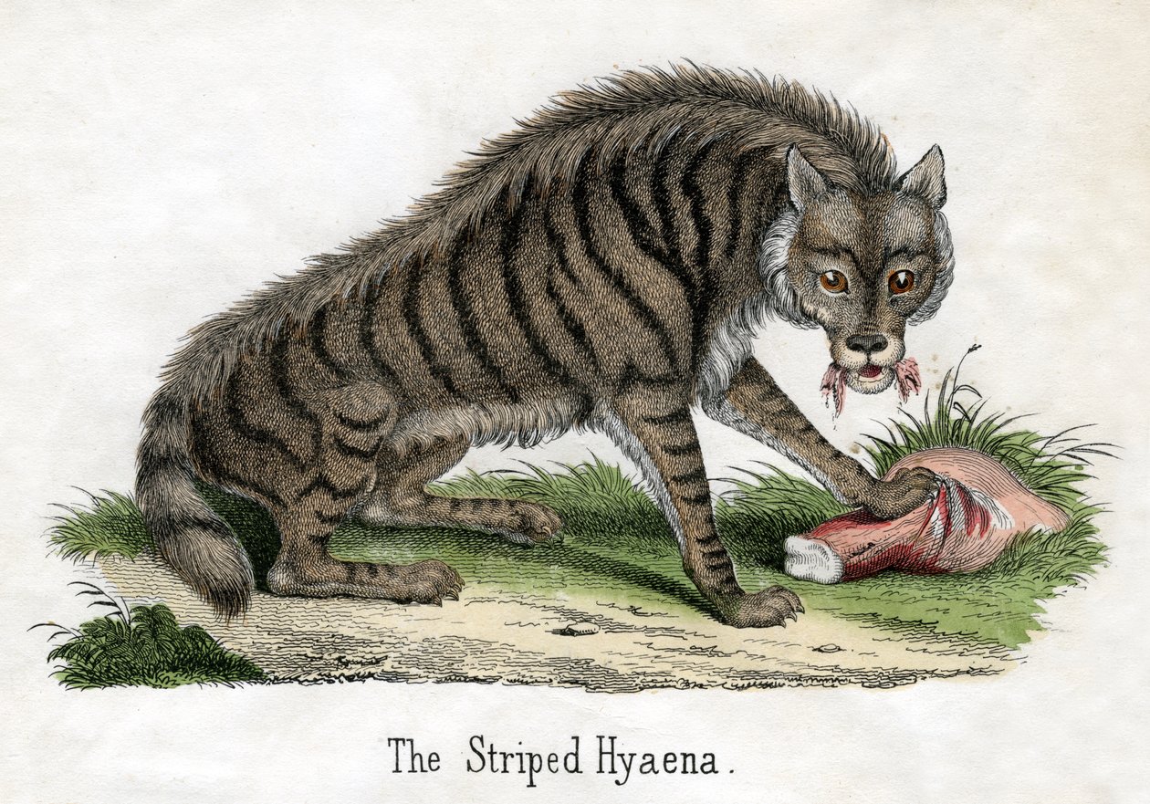 Striped Hyena, from The Natural History of Animals