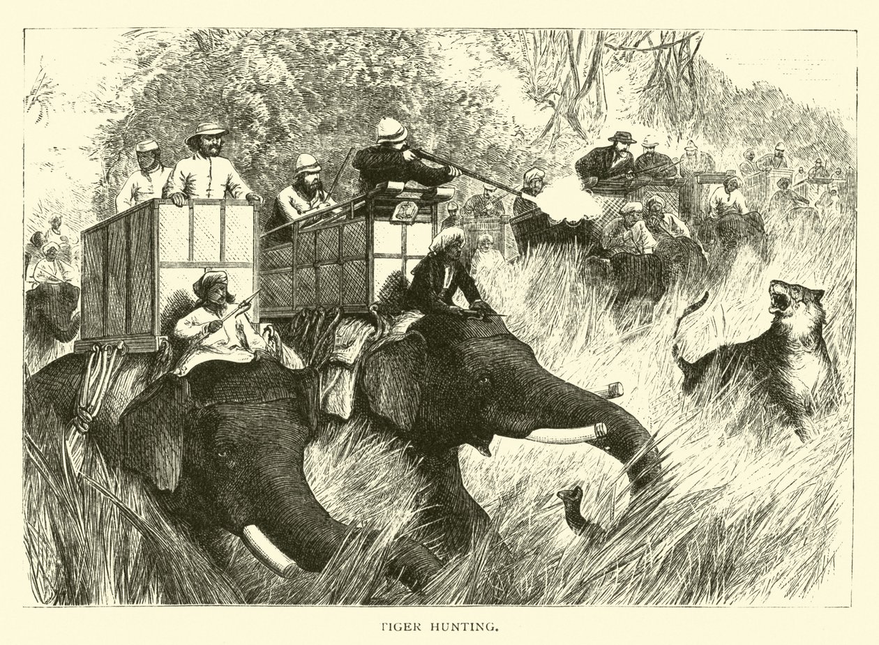 Tiger Hunting by American School: Buy fine art print