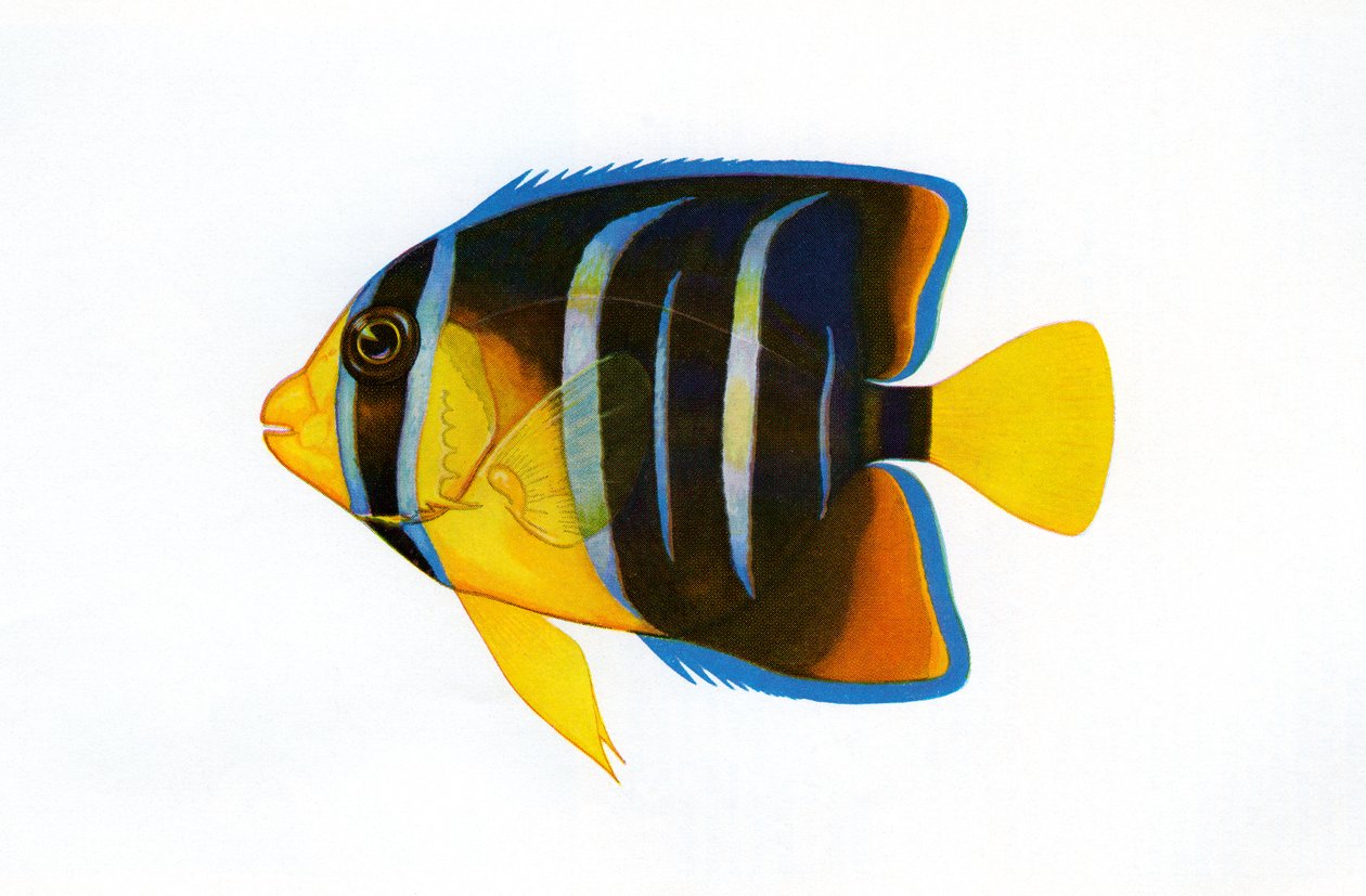 Vintage Print of a Queen Angelfish by American School