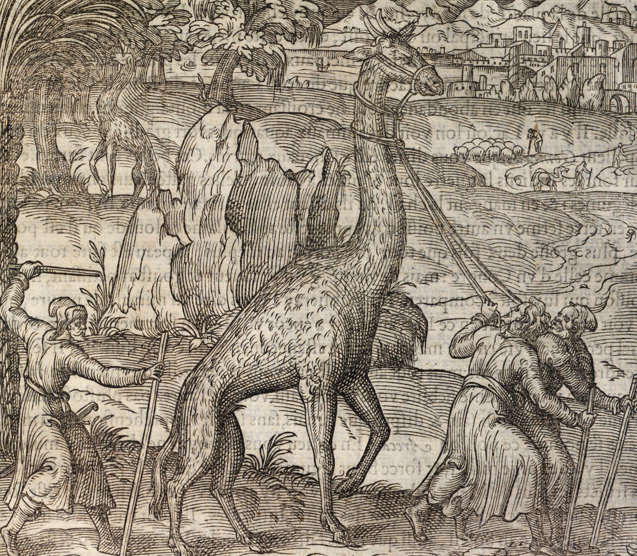 Giraffe, engraving from Cosmographie Universelle