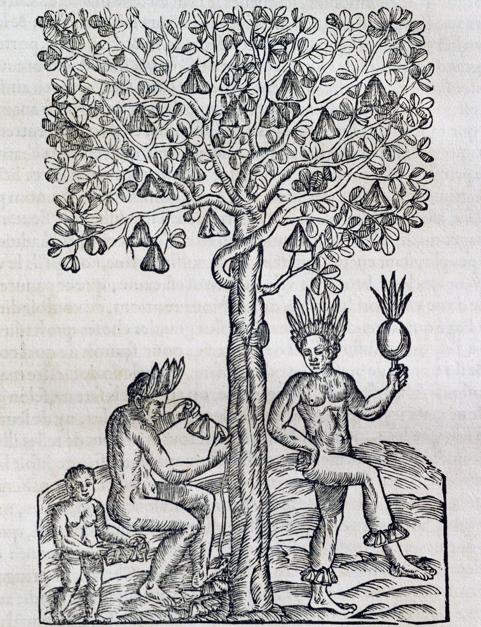Nana Fruit, Tropical Medicinal Plant, from Universal Cosmology