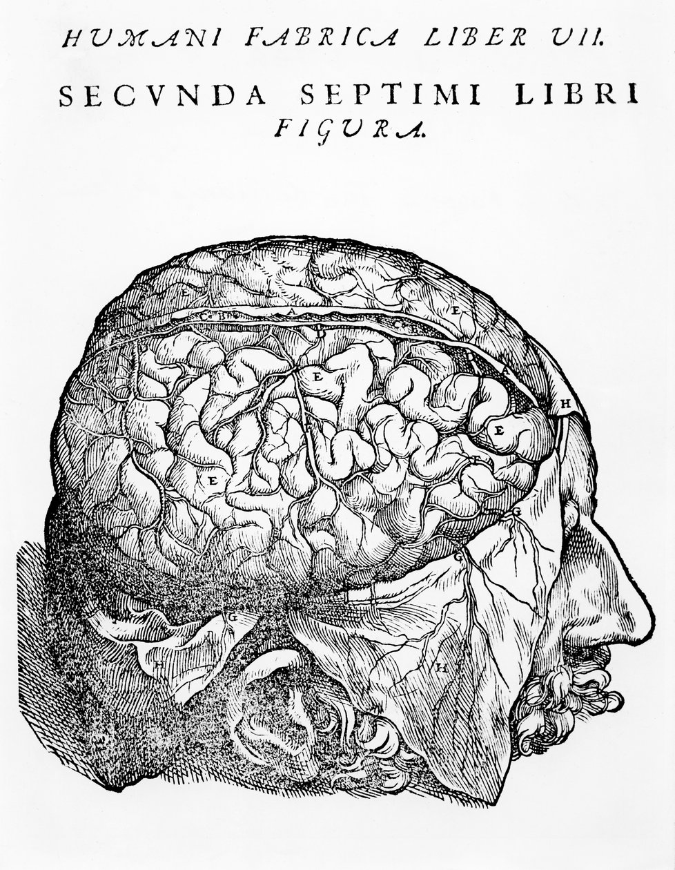 The Brain, illustration from 'De Humani Corporis Fabrica Librorum ...