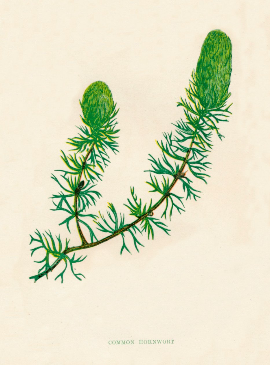 Common Hornwort by Anne Pratt: Buy fine art print