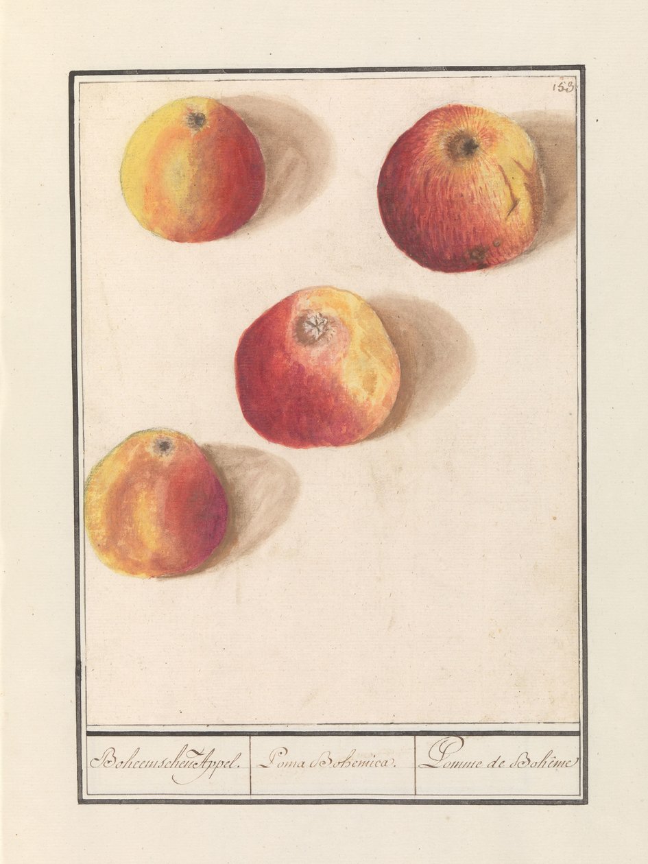 Bohemian Apple by Anselmus Boëtius de Boodt