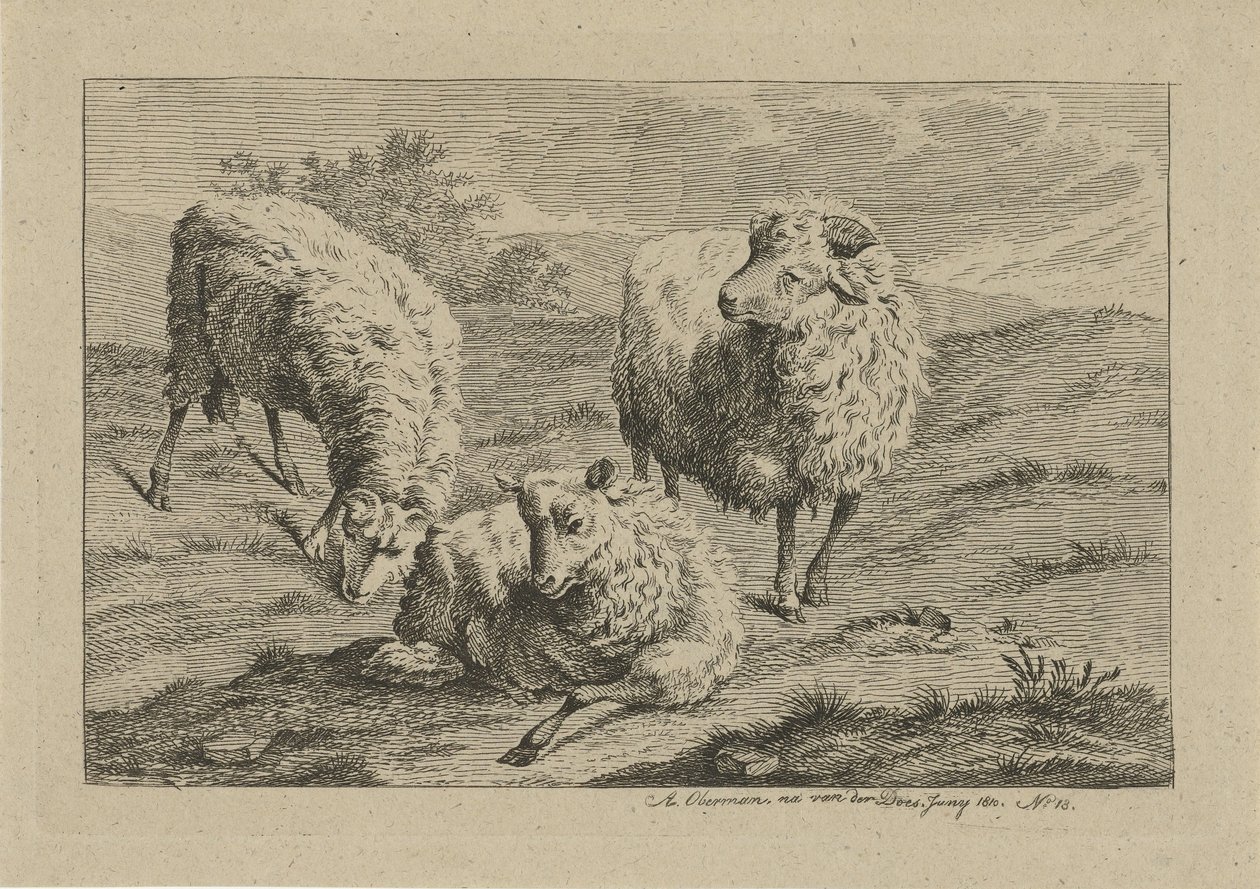 Three Sheep by Anthony Oberman: Buy fine art print
