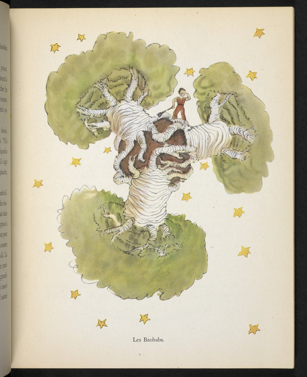 Baobab Tree The Little Prince