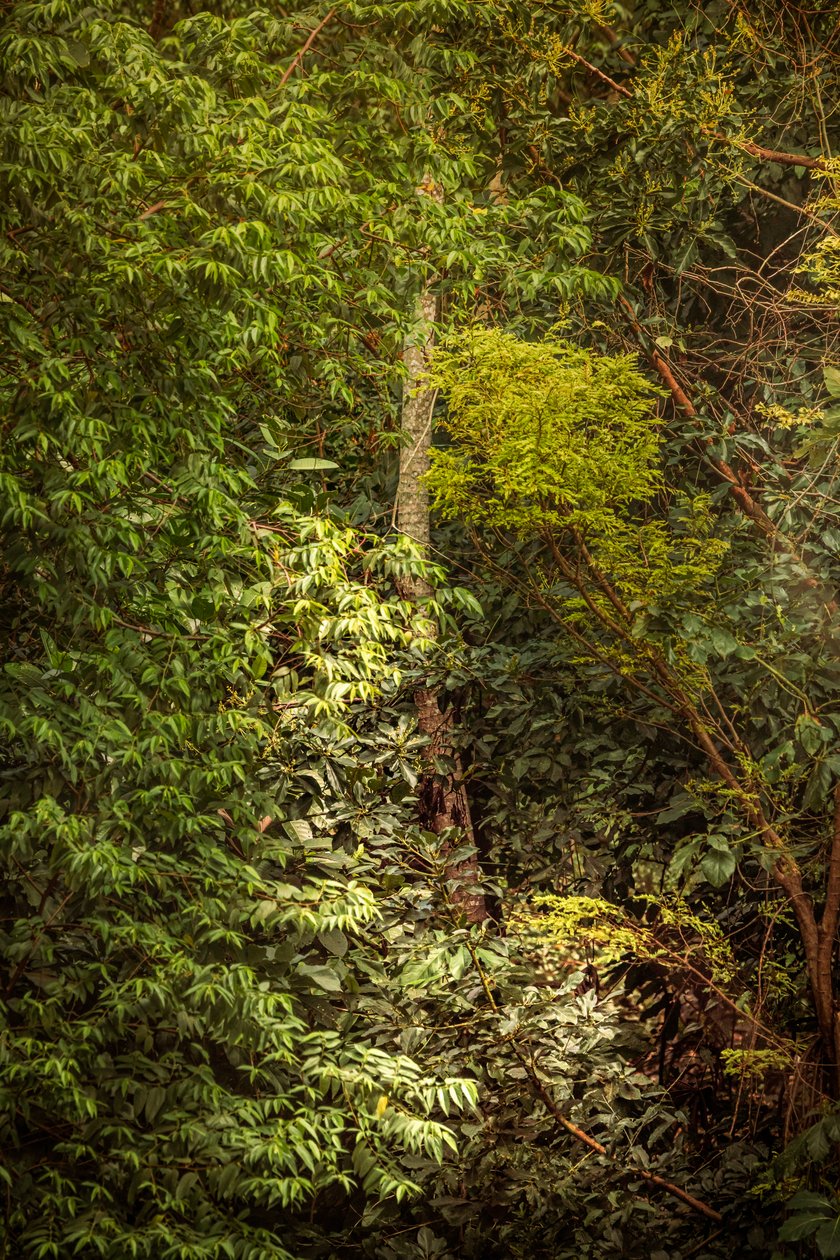 Rain Forest VIII, 2020 by Antonio Schubert: Fine art print