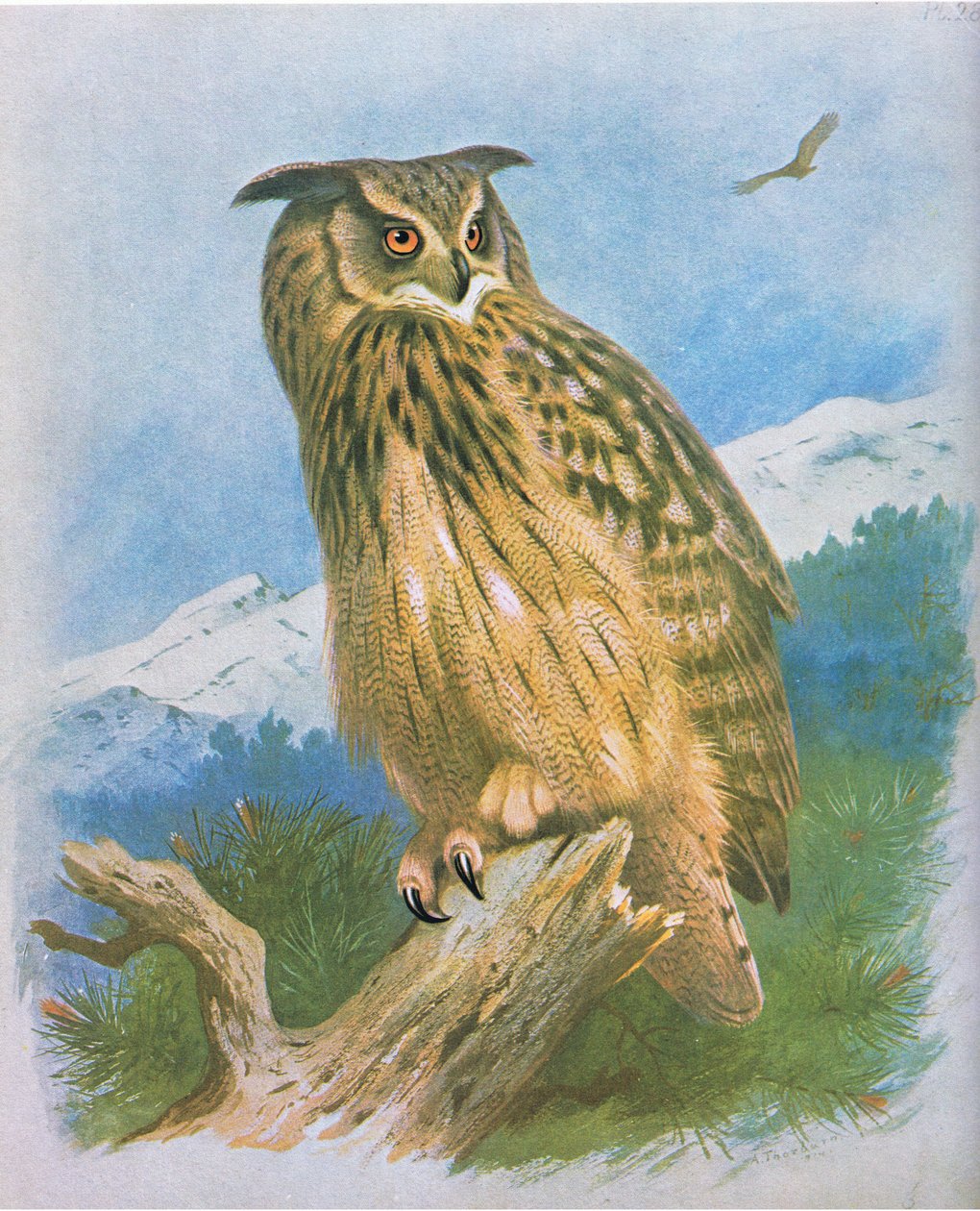 Eagle Owl by Archibald Thorburn: Buy fine art print