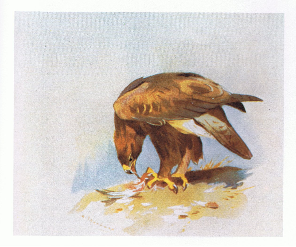 Golden Eagle Studies by Archibald Thorburn: Fine art print