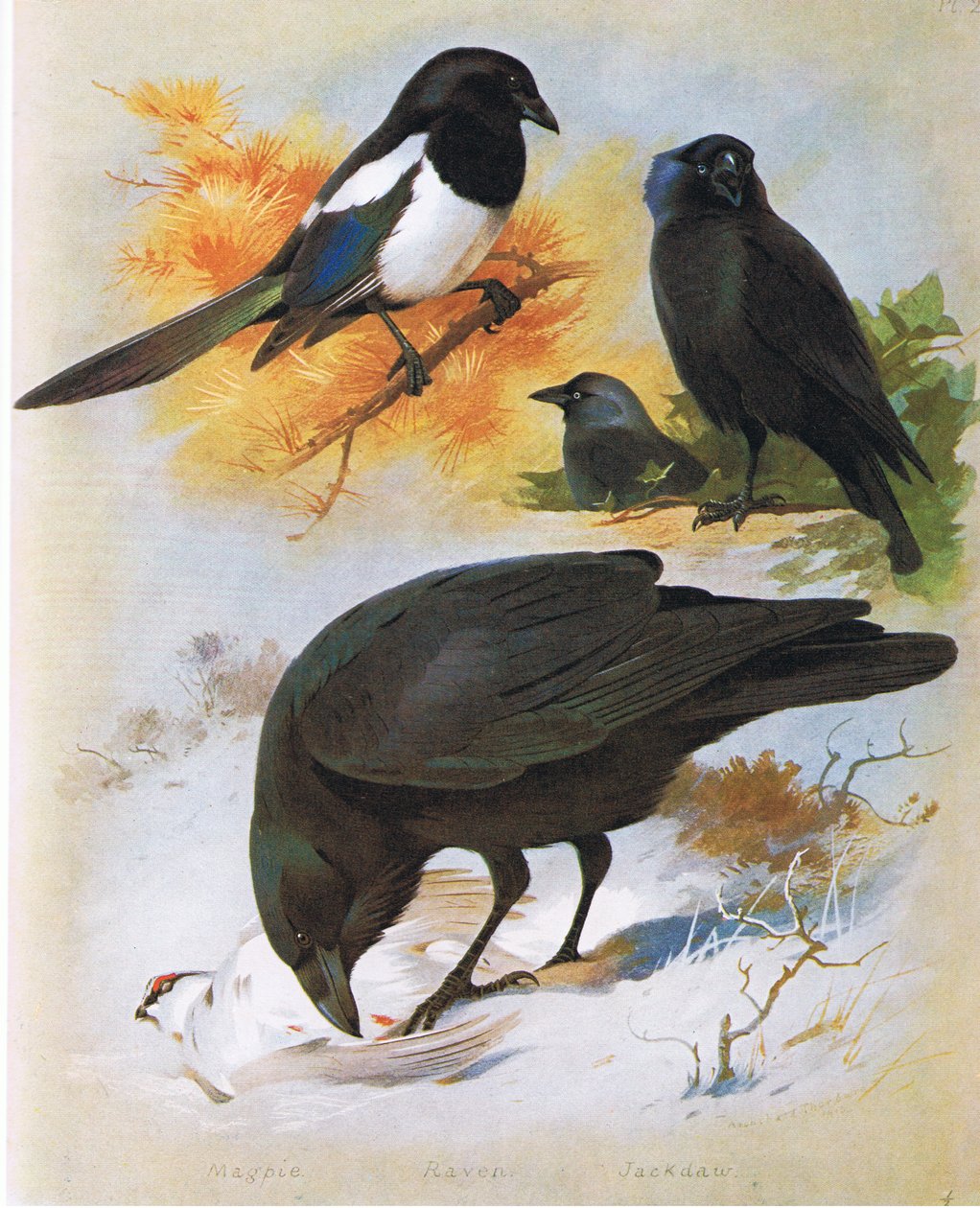 Magpie, Raven and Jackdaw by Archibald Thorburn