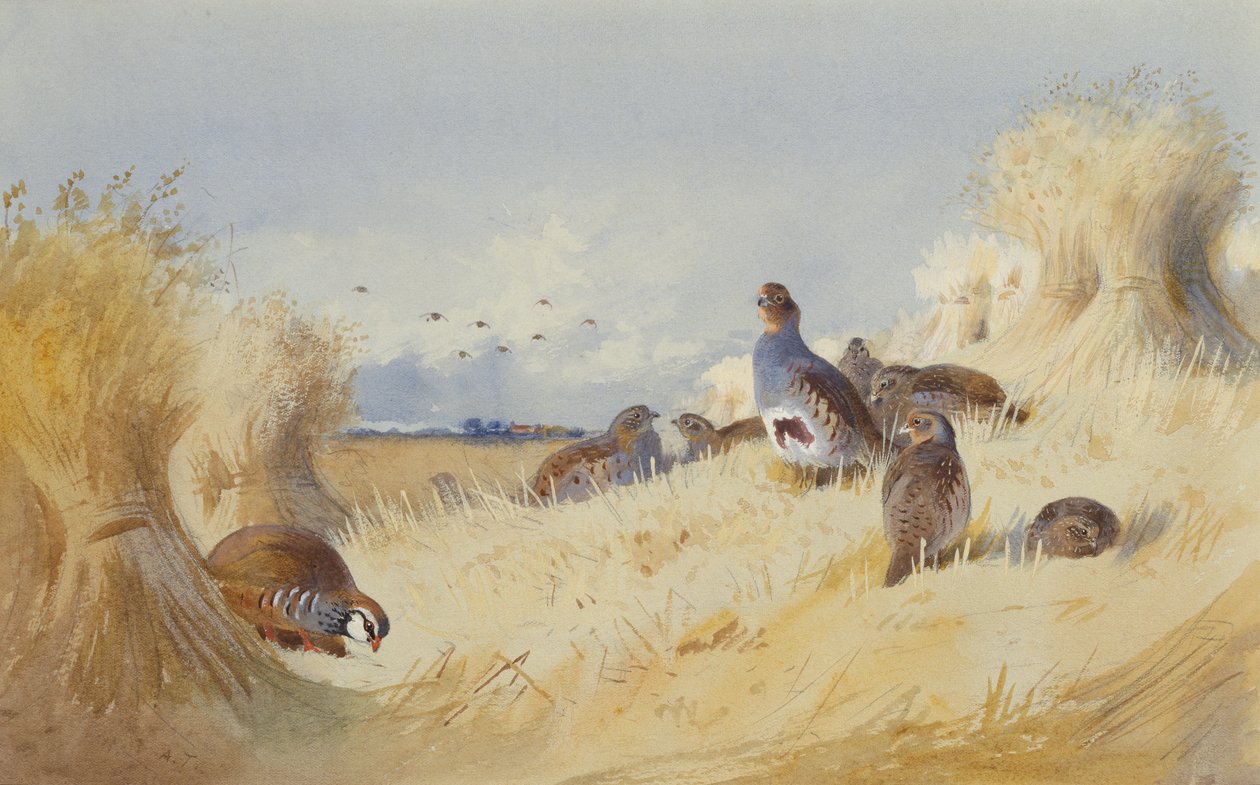 A Red Legged Partridge and a Covey of Grey Partridges by Corn Stooks