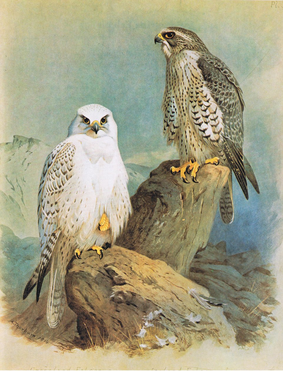 Iceland Falcon and Greenland Falcon by Archibald Thorburn