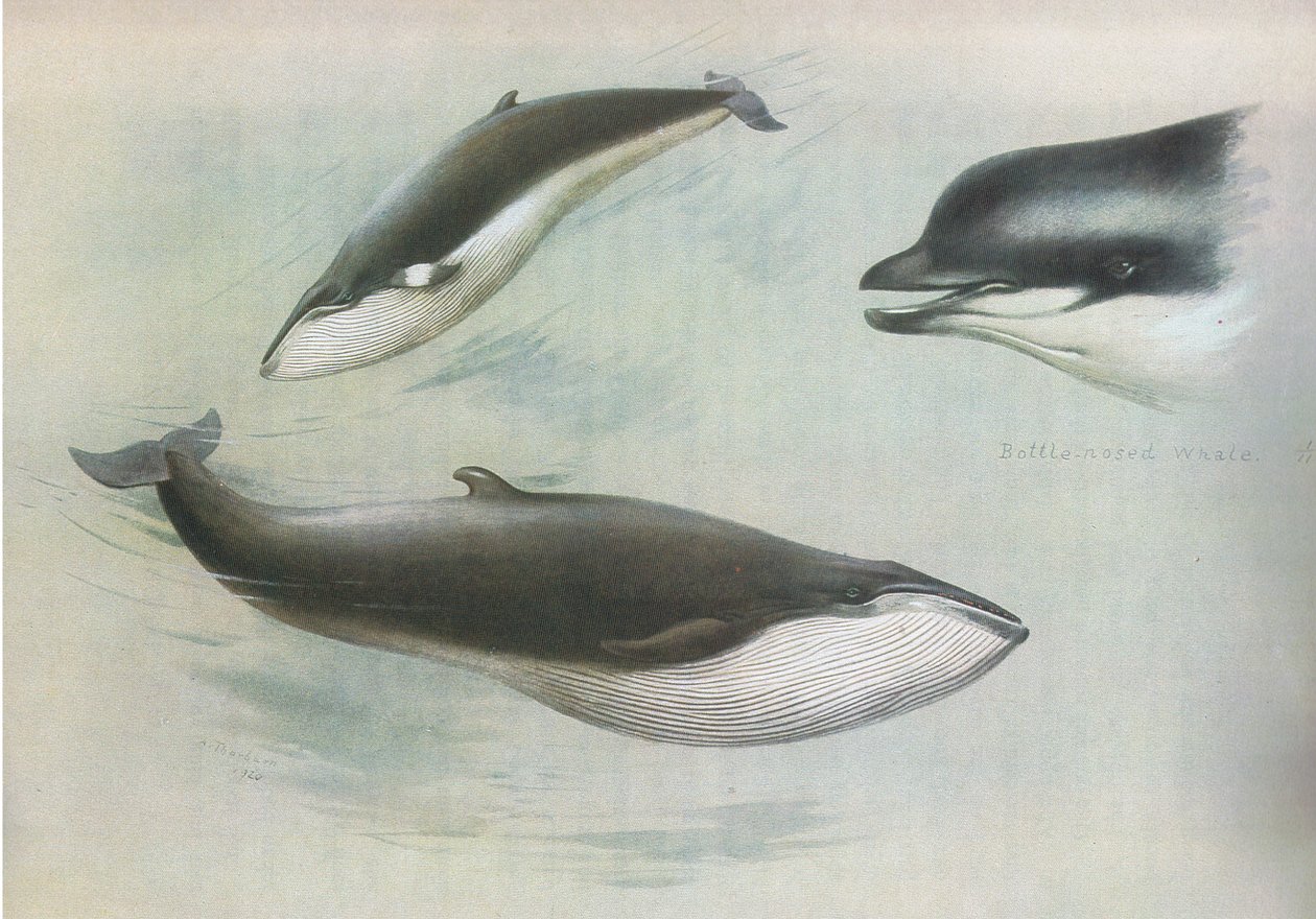 Lesser Rorqual and Rudolph's Rorqual, from Thorburn's Mammals