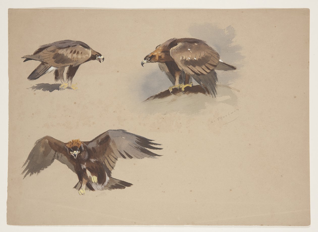 Three small sketches of a golden eagle, c.1915
