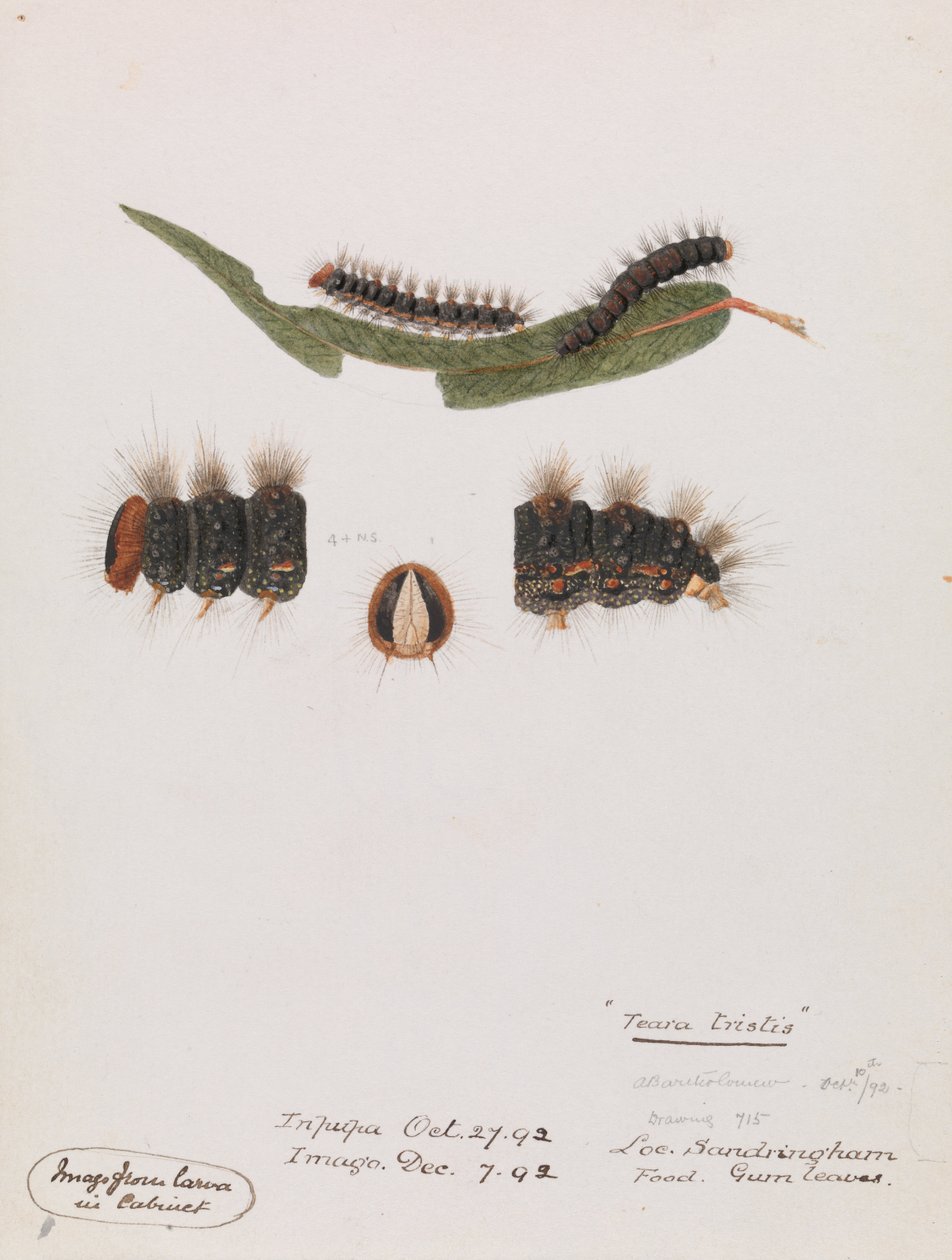Caterpillar, Epicoma contristis, Teara tristis