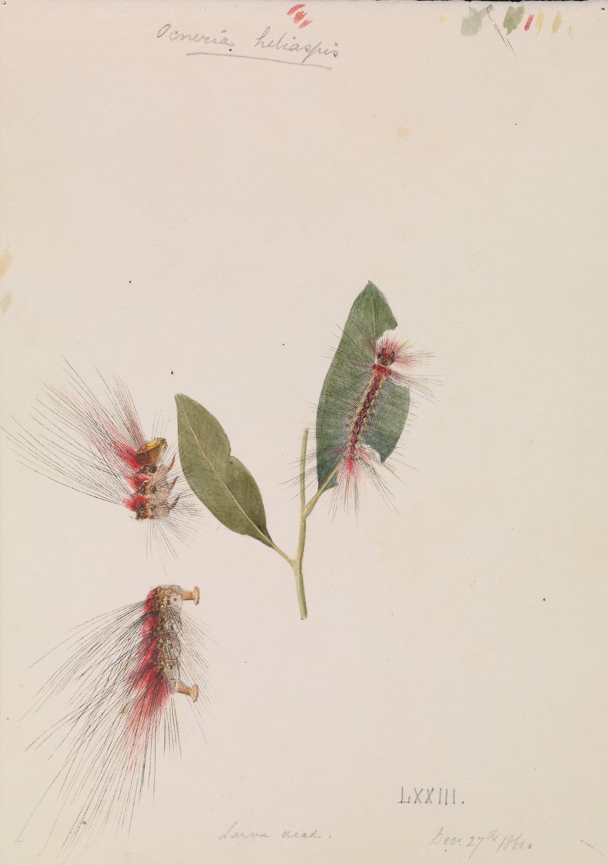 Rose Anthelid, Chenuala helispis by Arthur Bartholomew