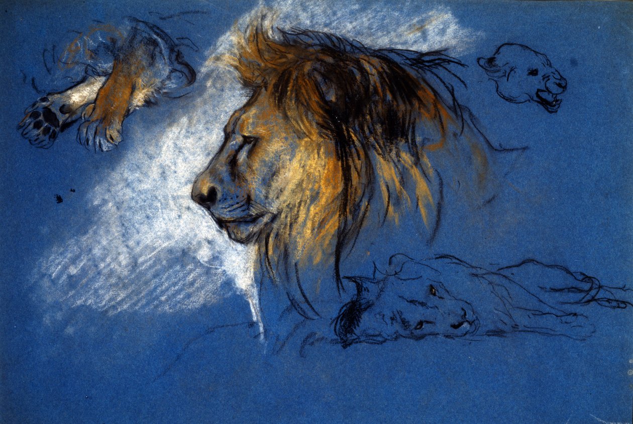 Study of a Lion, c.1905 by Arthur Wardle: Fine art print