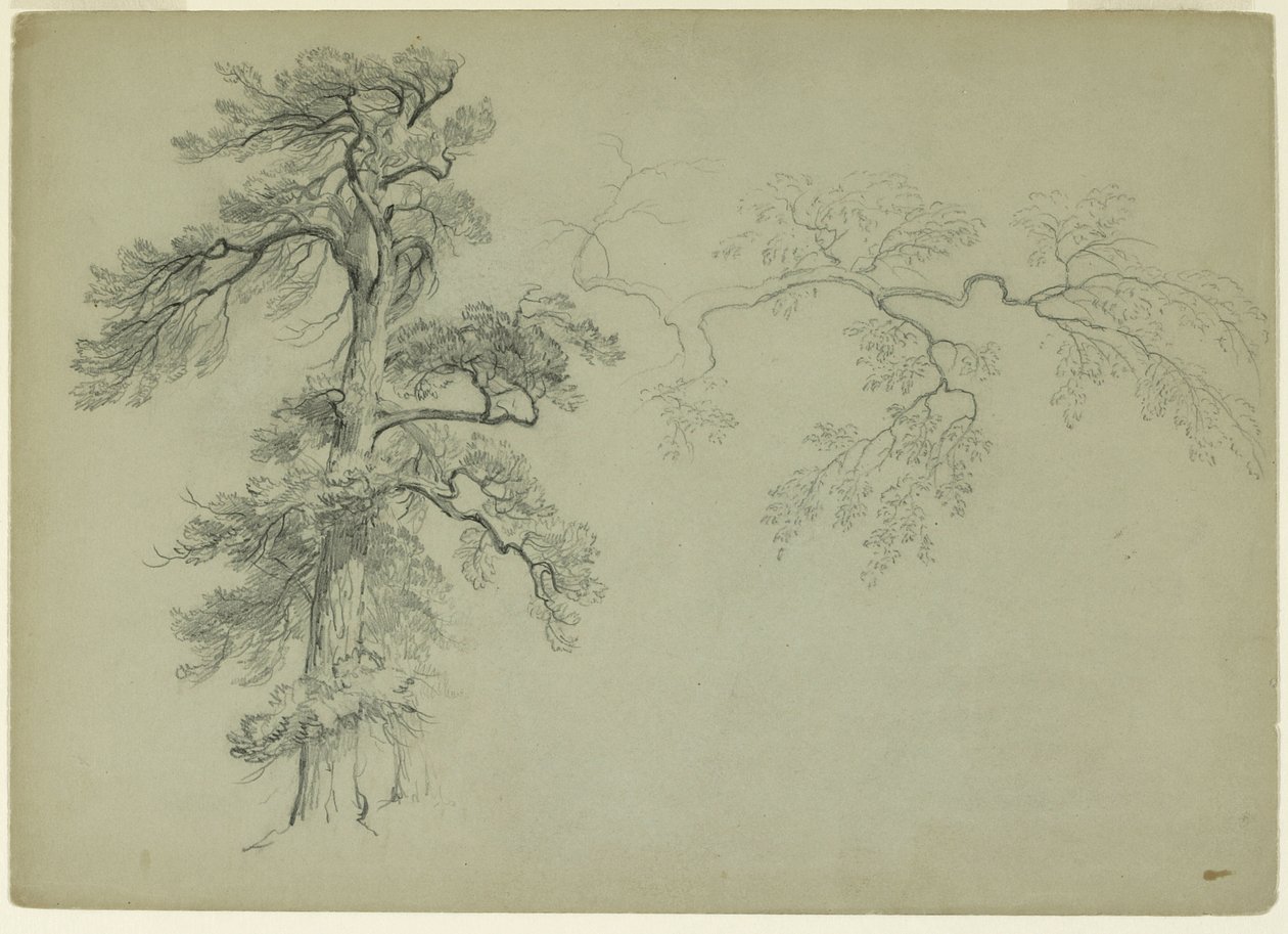 Studies of a Tree and a Branch by Asher Brown Durand