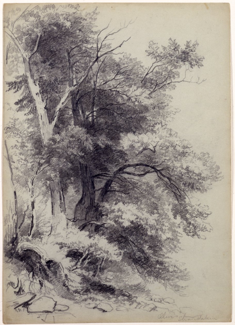 Study of Trees, ShandakenOlive, New York, 1852