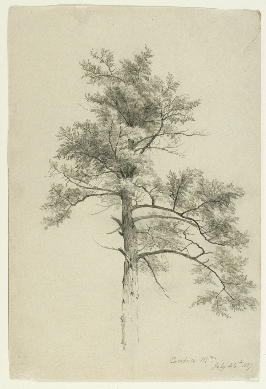 Tree Study, Catskill Mountains, New York