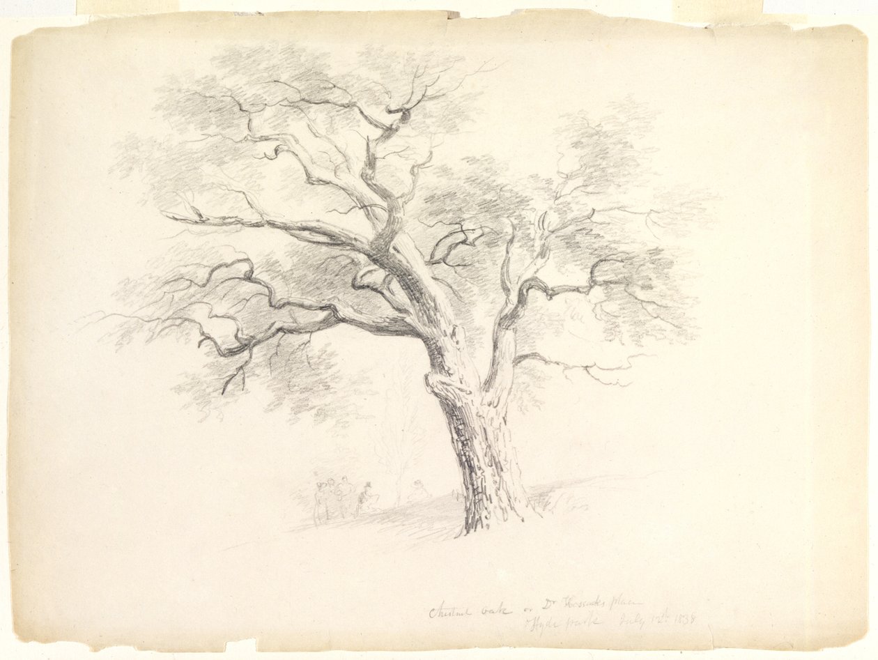 The Chestnut Oak on the Hosack Estate, Hyde Park, New York with Five ...