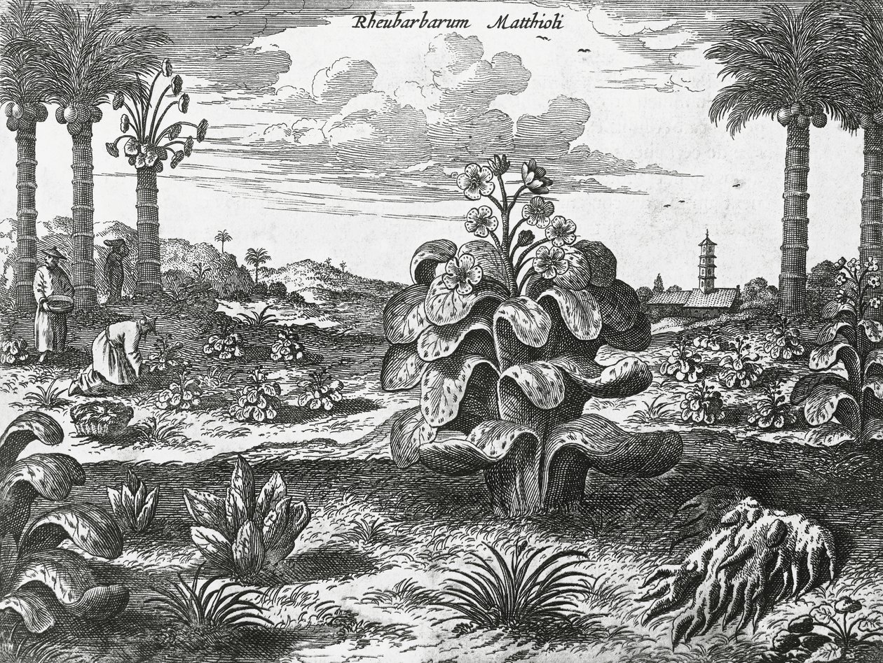 Rhubarb plant, engraving from China monuments