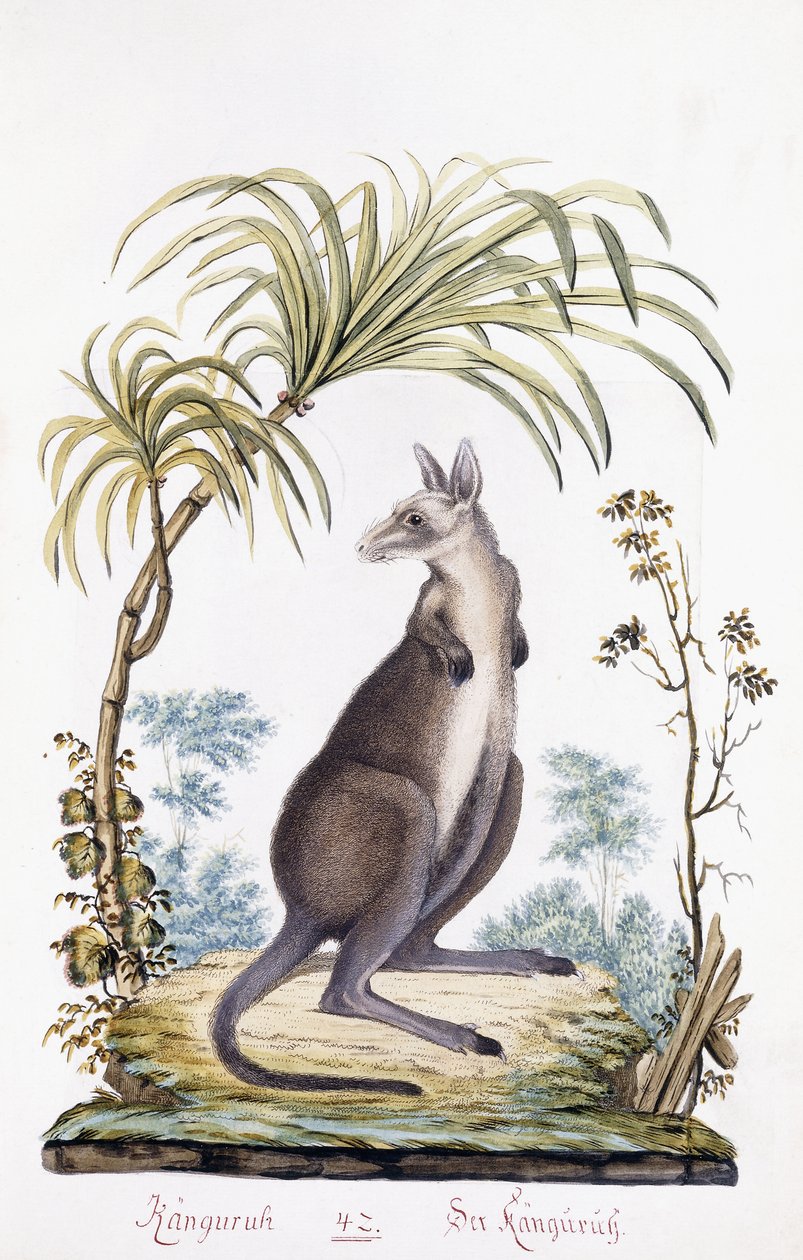 Kangaroo by Austrian School: Premium art reproduction