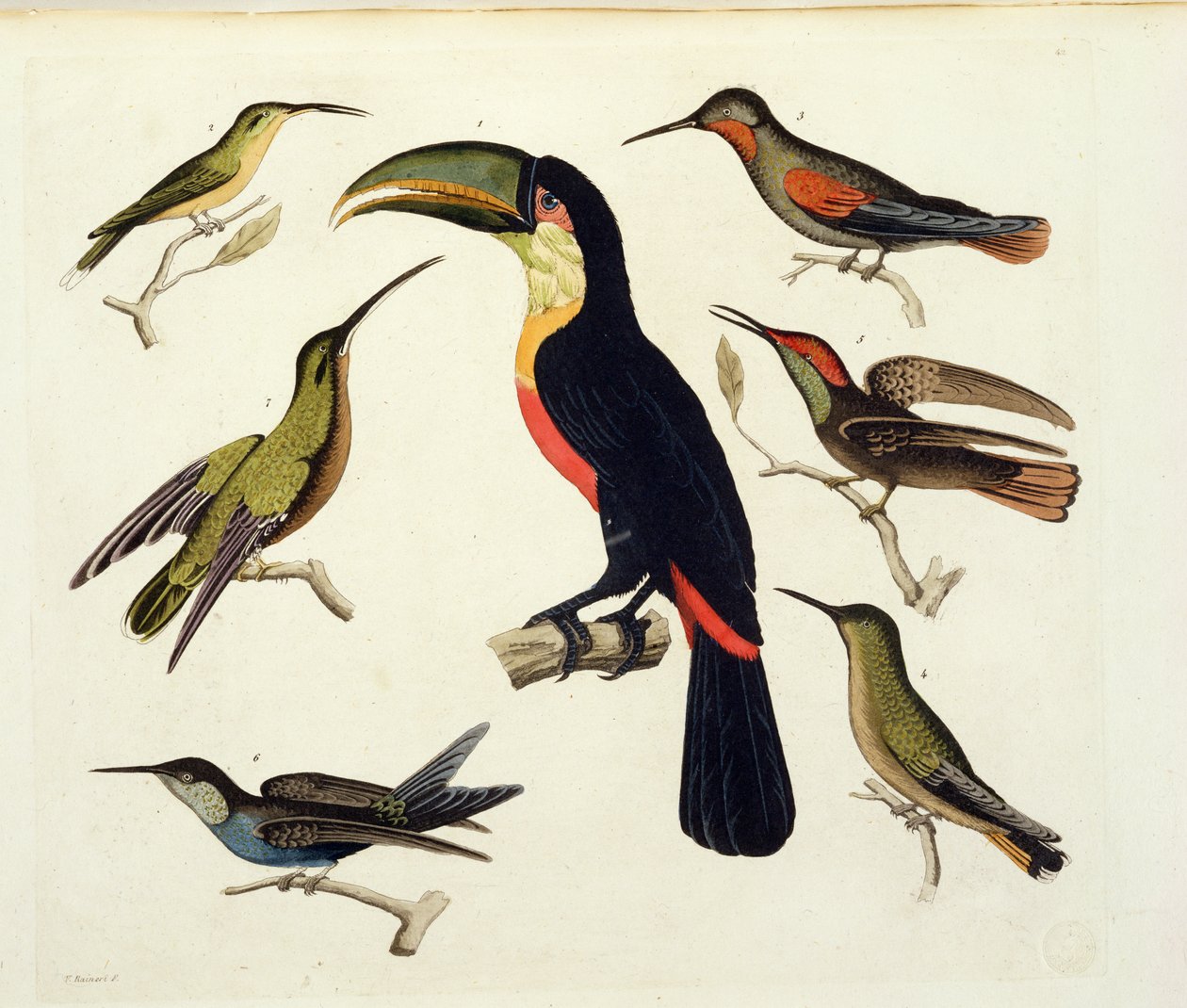 Native birds, including the Toucan (centre), Amazon, Brazil, from Le ...