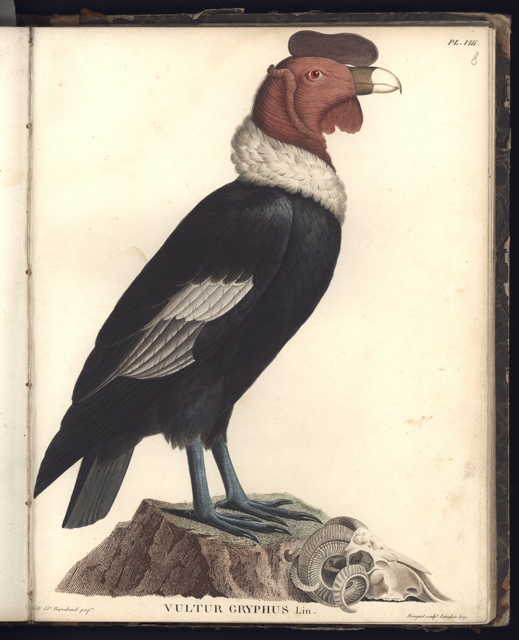 The Male Condor (Vulture Gryphus, LIN.), Pl.VIII, Illstration from ...