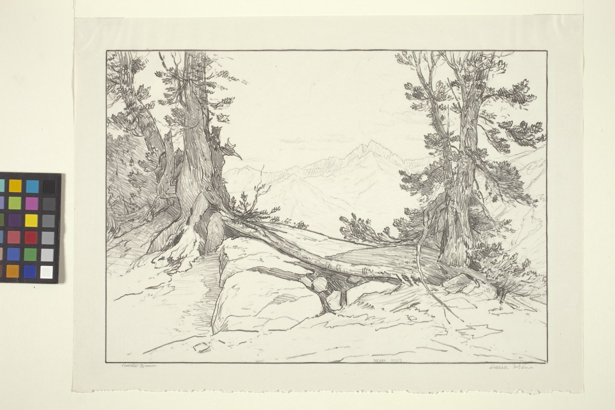 Sierra Pines by Bolton Coit Brown: Buy fine art print