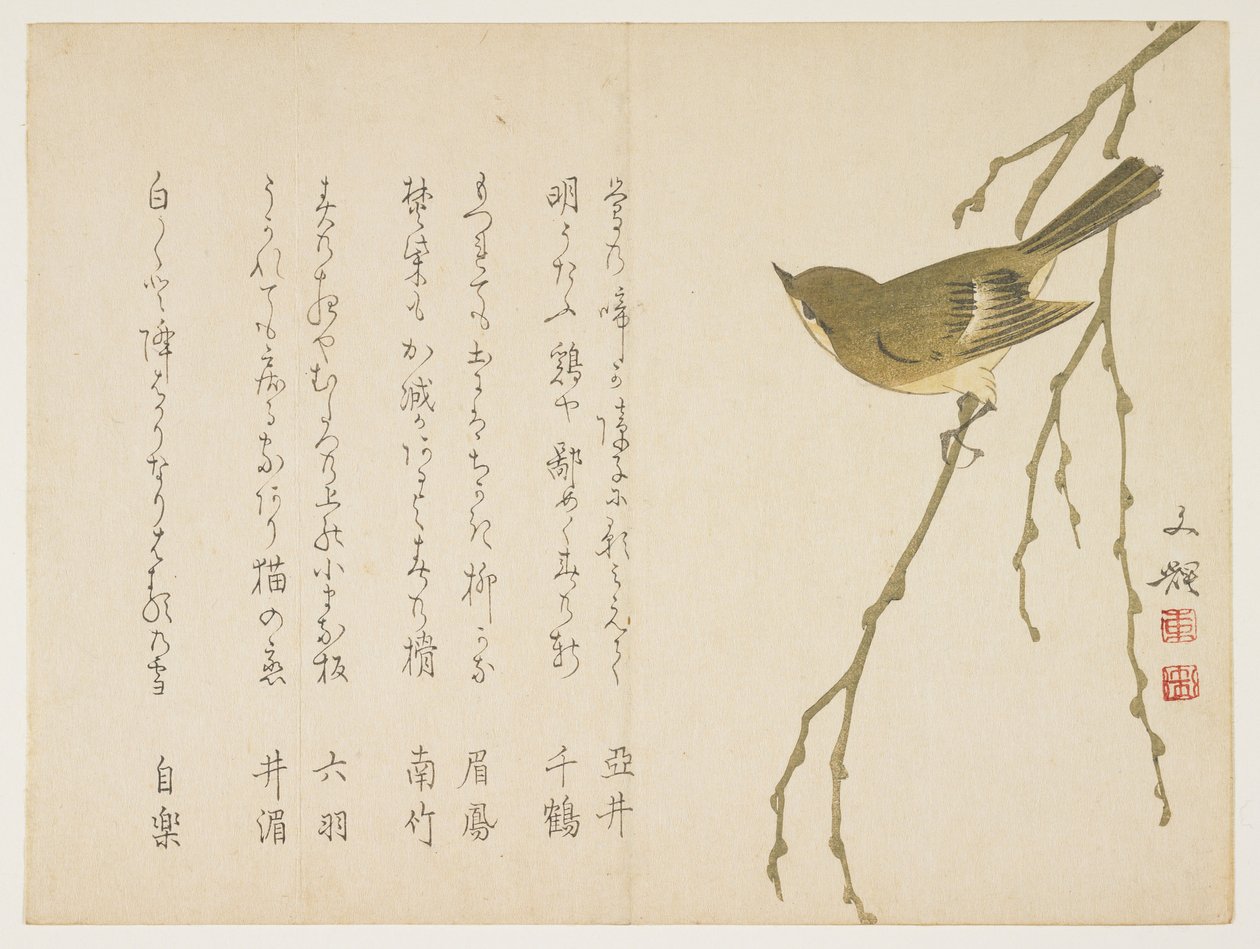 Nightingale on a willow branch by Bunki: Fine art print