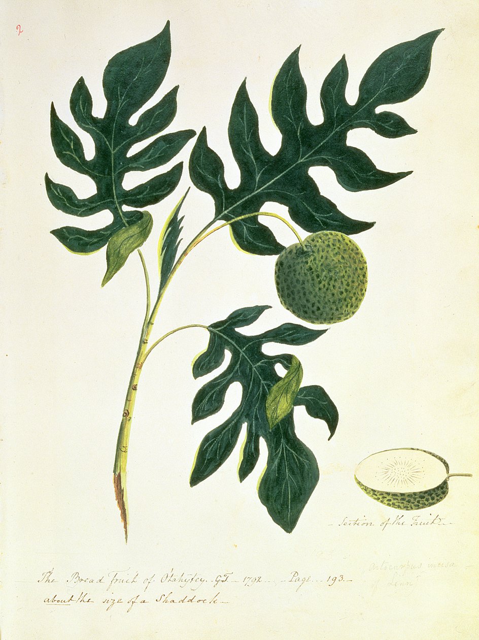 The Bread Fruit of Otahytey, 1792 by Captain George Tobin