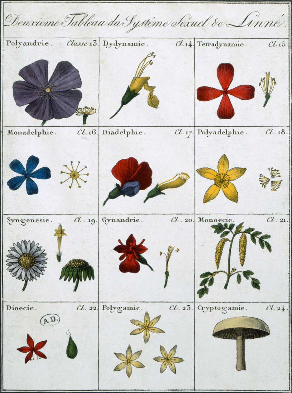 Second Table of the Linnean Plant Sexual System