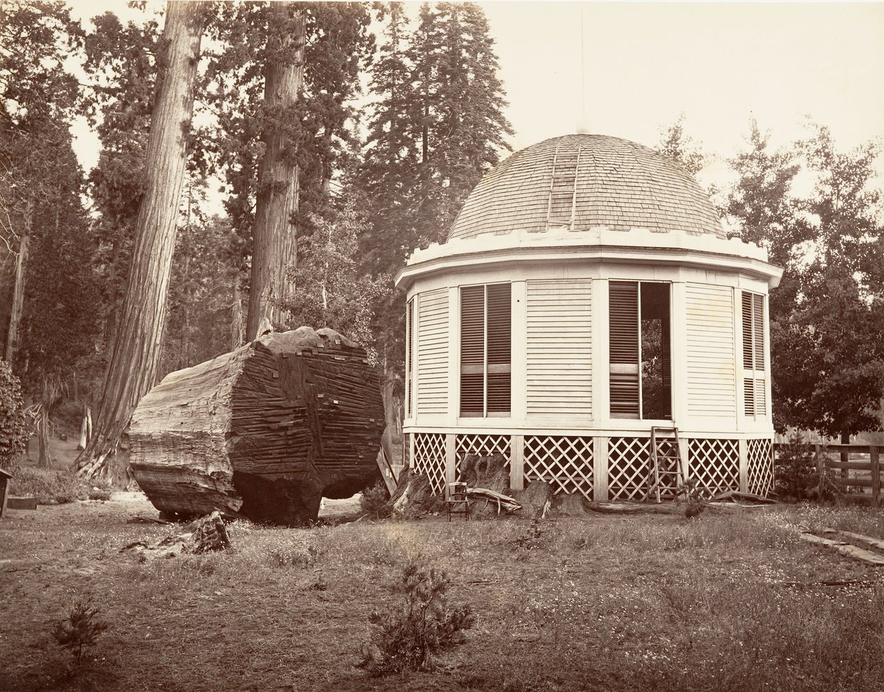 The House Built Over the Stump of a Big Tree, 1865-66, Printed ca. 1876