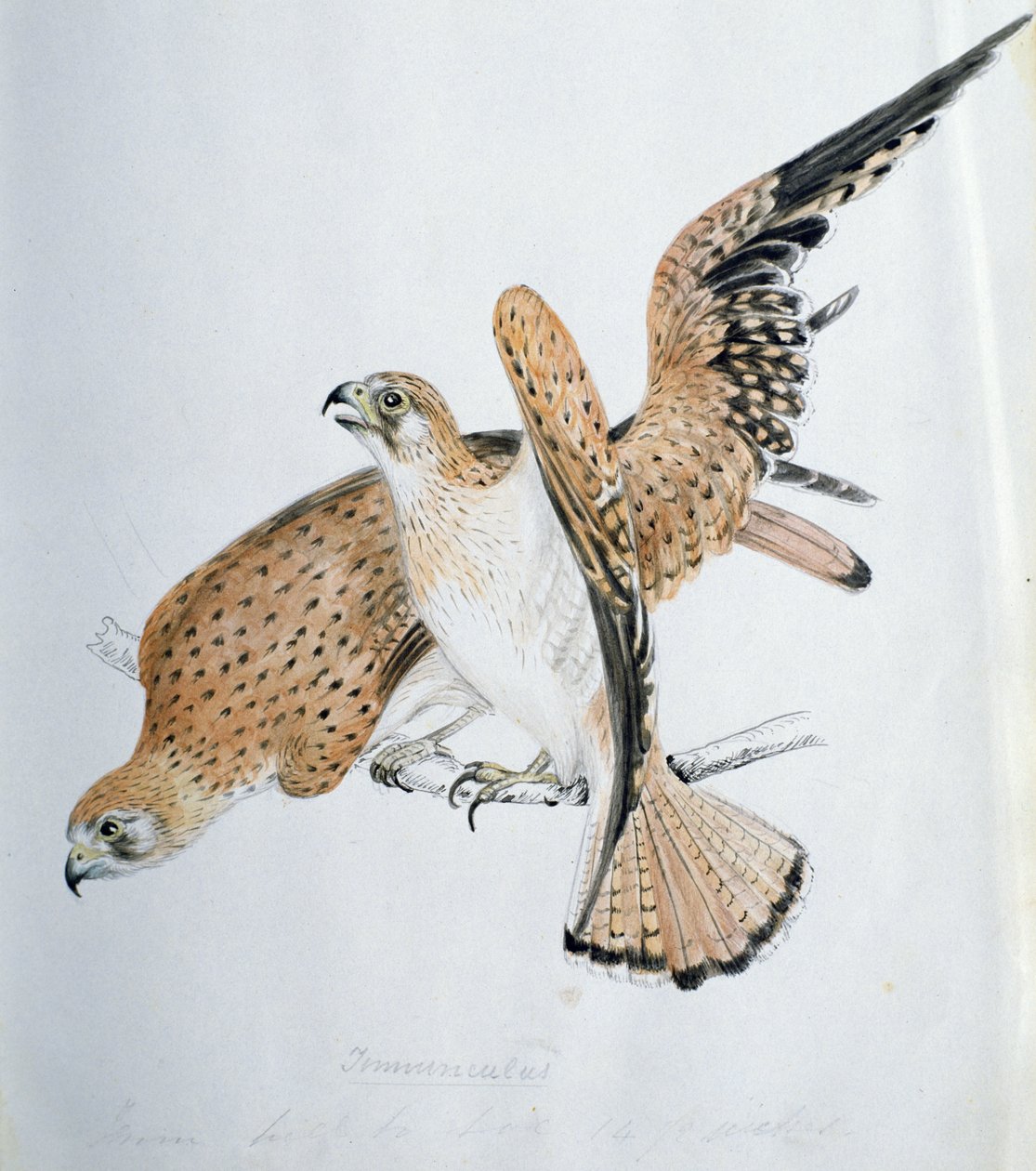 Birds of Prey by Caroline Louisa Meredith: Fine art print