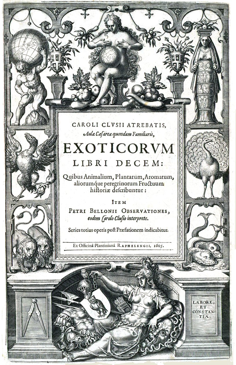 Exoticorum Libri Decem by Carolus Clusius: Fine art print