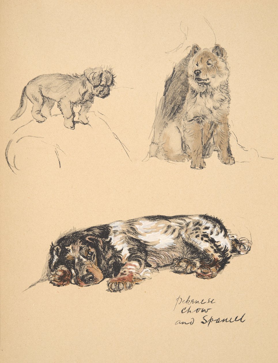 Pekinese, Chow and Spaniel, 1930, Illustrations from his Sketch Book ...