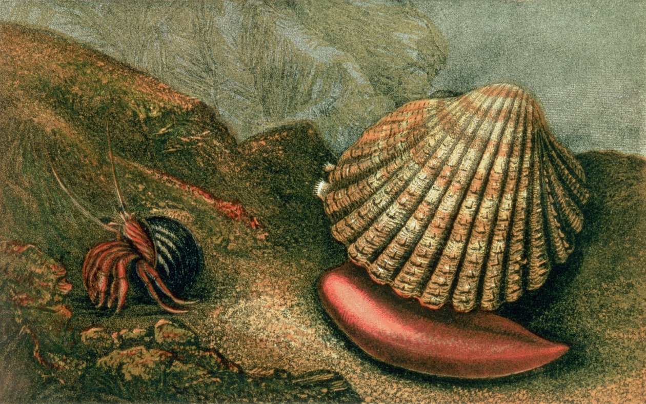 Cardum Rusticum and Pagurus Bernhardi in a Periwinkle Shell, from ...